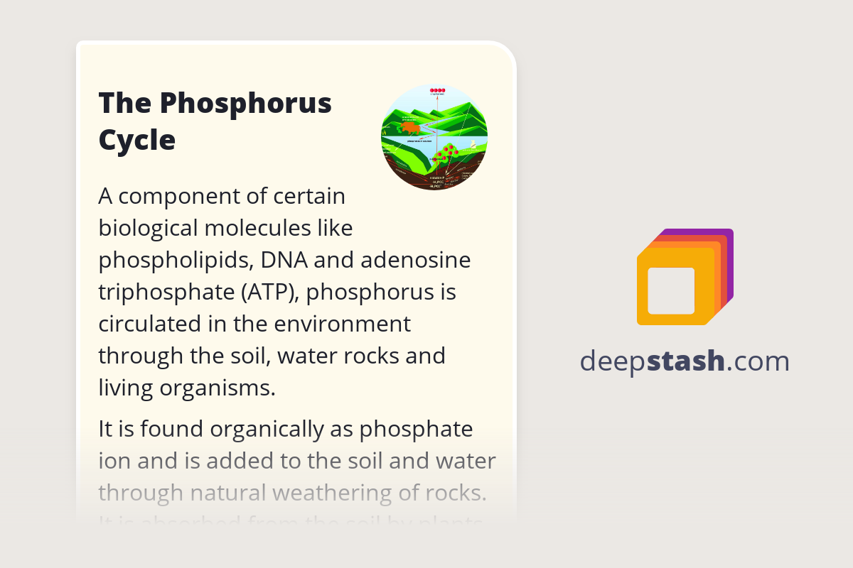 The Phosphorus Cycle - Deepstash